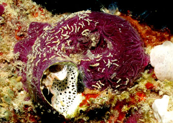 蟹守螺总科 Cerithiacea 蓝色动物学（中国动物学科普）